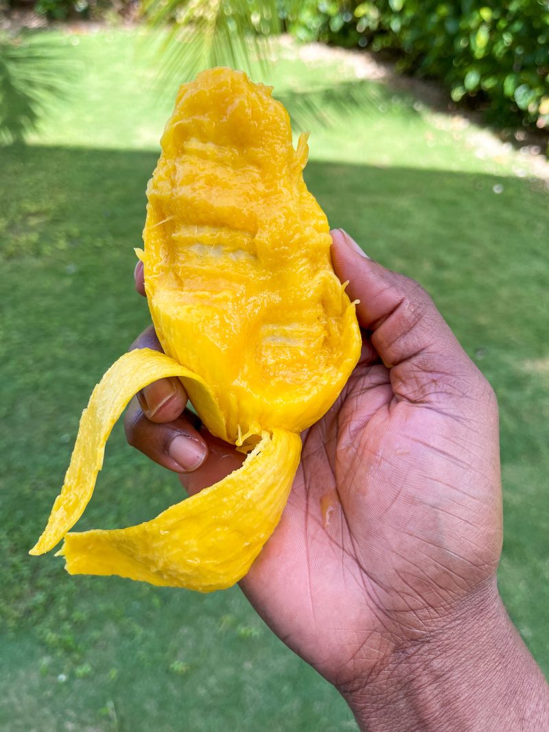 Mango Season in Cayman: The Sweetest Time of the Year - Ctrl+Alt+Geek